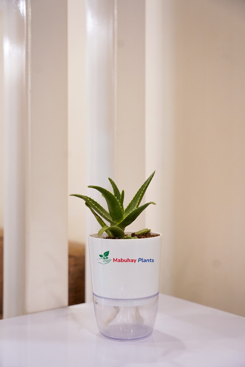 Dwarf Aloe Vera – Plant Planet